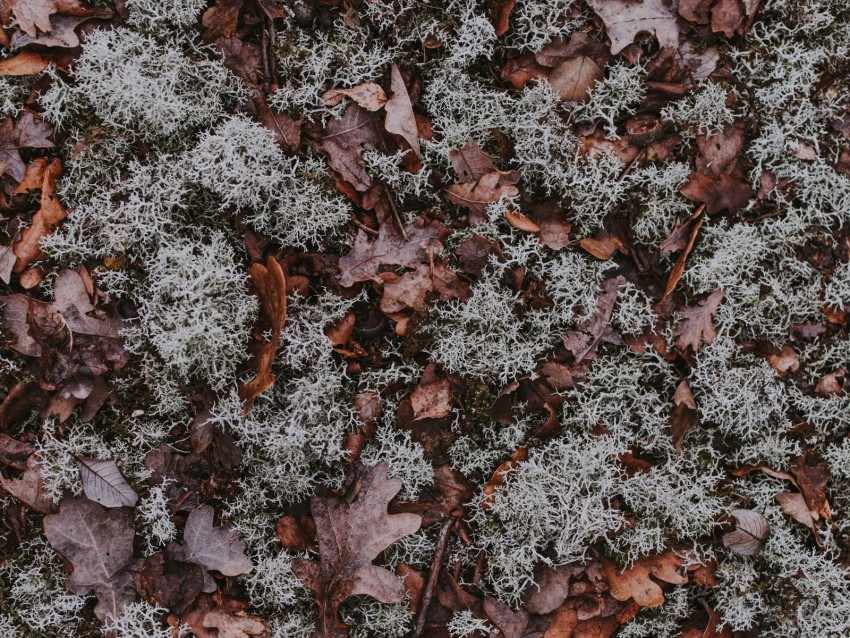 Free download | HD PNG leaves moss dry ground fallen autumn 4k ...