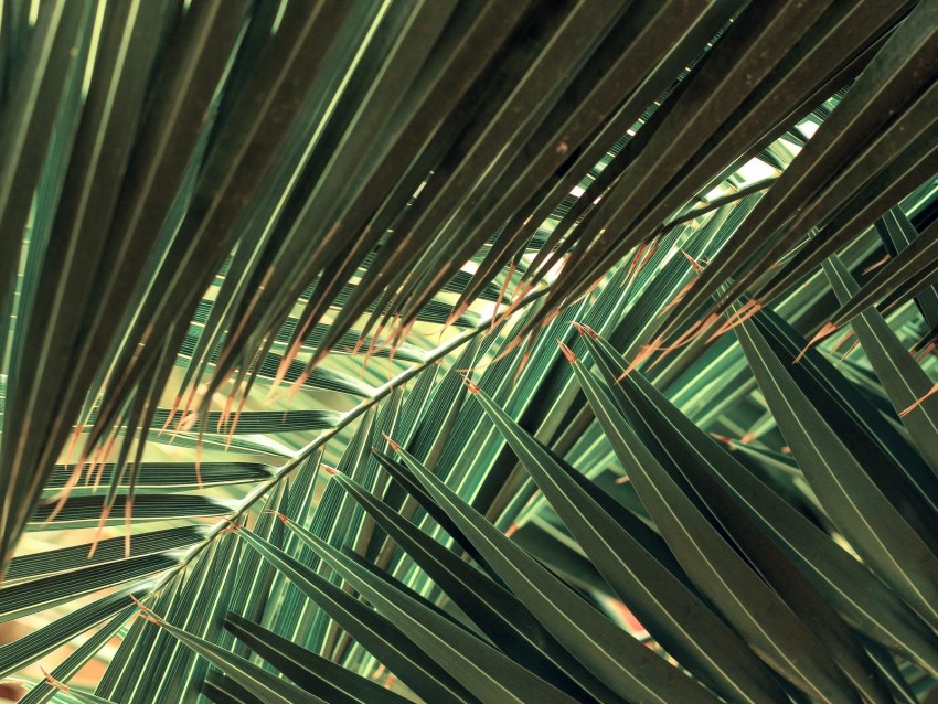 Free download | HD PNG leaves palm green tropics carved 4k wallpaper ...