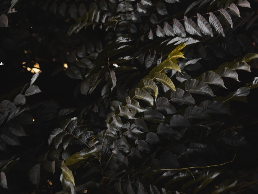Free download | HD PNG leaves plant branches bush dark 4k wallpaper ...