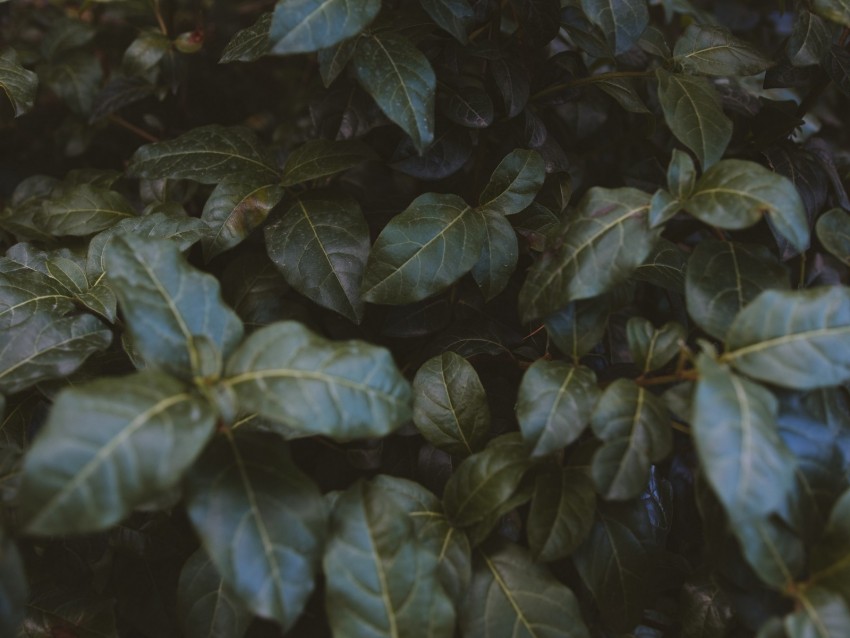 Free download | HD PNG leaves plant bush green 4k wallpaper | TOPpng