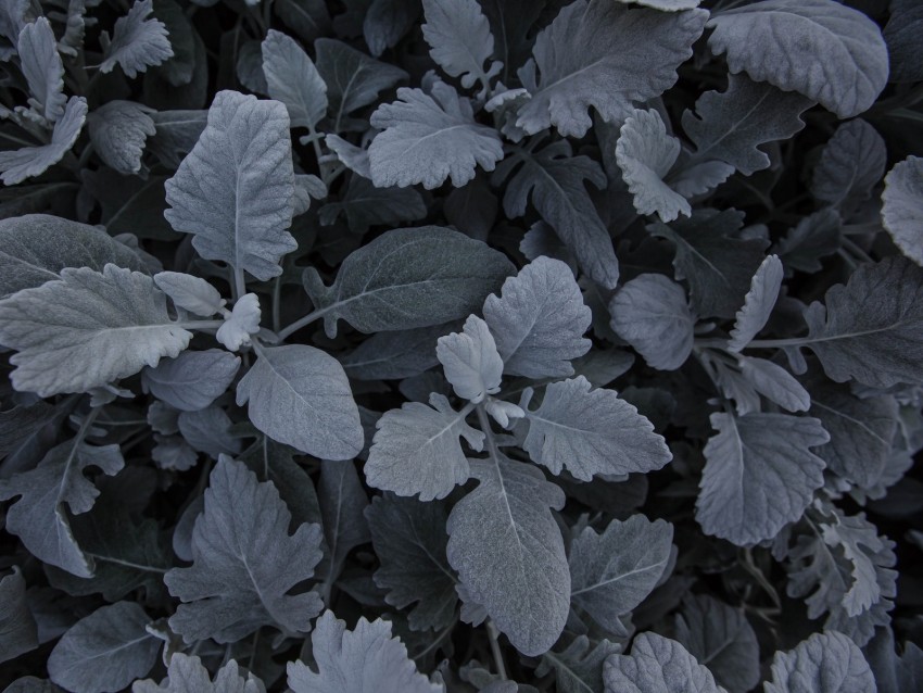 Free download | HD PNG leaves plant carved gray 4k wallpaper | TOPpng