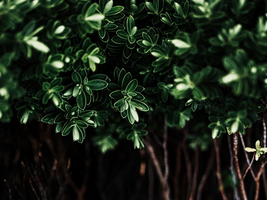 Free download | HD PNG leaves plant dark bush branches 4k wallpaper ...