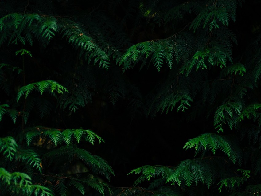 Free download | HD PNG leaves plant dark carved branches 4k wallpaper ...