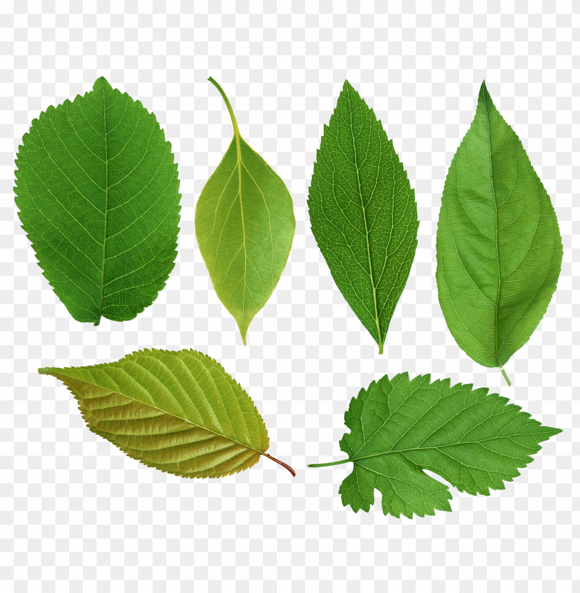 Free download | HD PNG leaves png images Background - image ID is ...