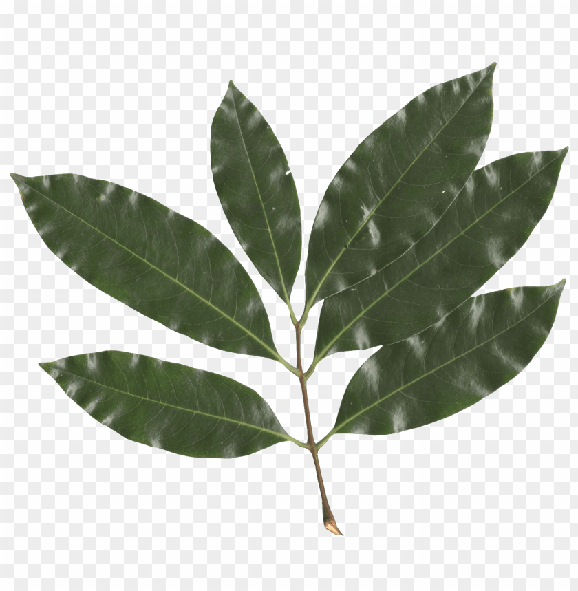 Free download | HD PNG leaves png images Background - image ID is ...