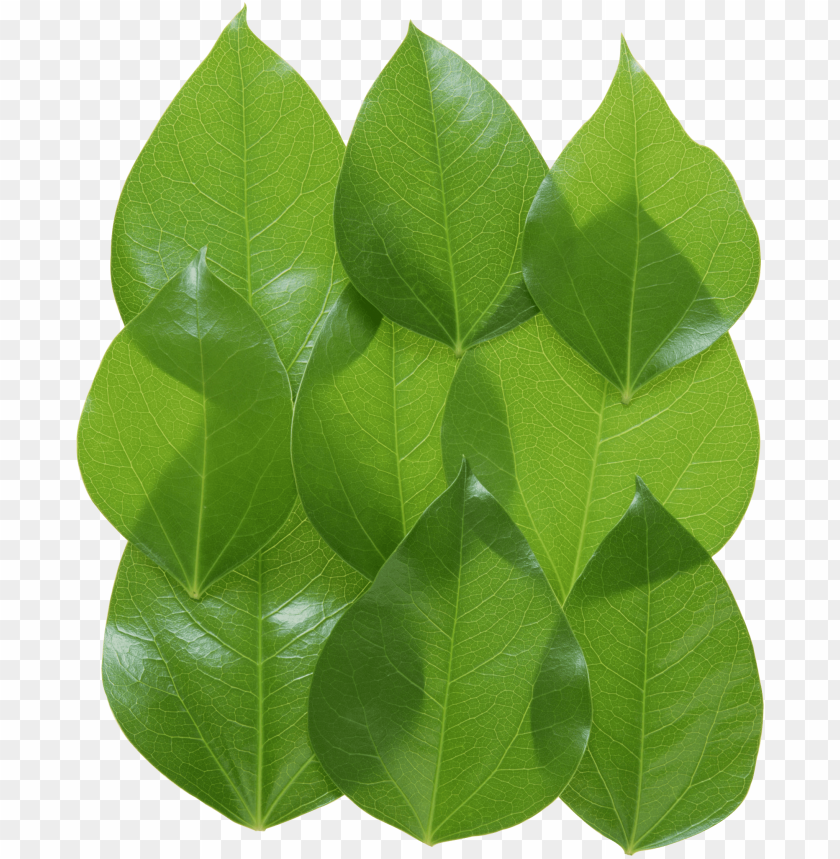 Free download | HD PNG leaves png images Background - image ID is ...