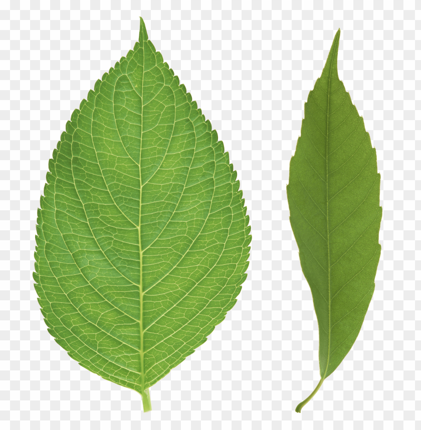Free download | HD PNG leaves png images Background - image ID is ...