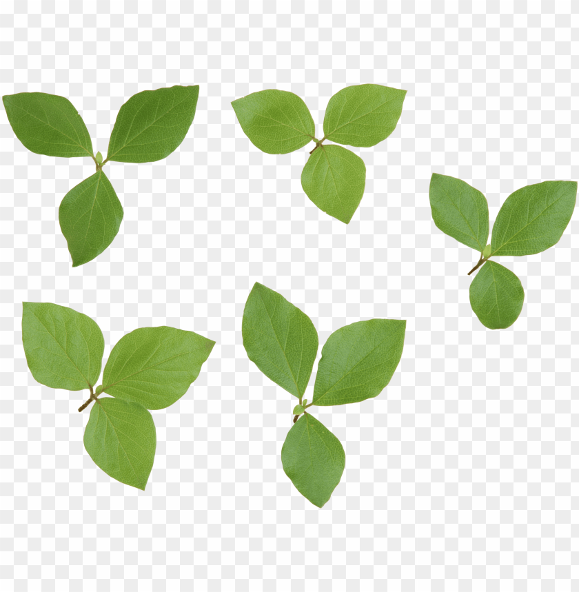 Free download | HD PNG leaves png images Background - image ID is ...