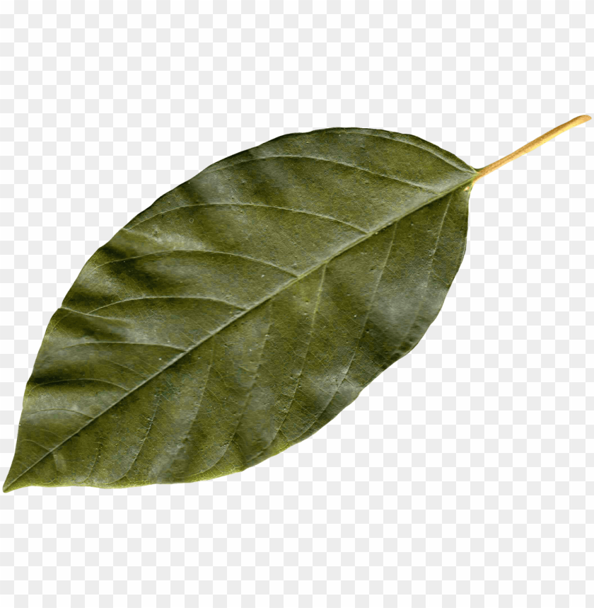 Free download | HD PNG leaves png images Background - image ID is ...