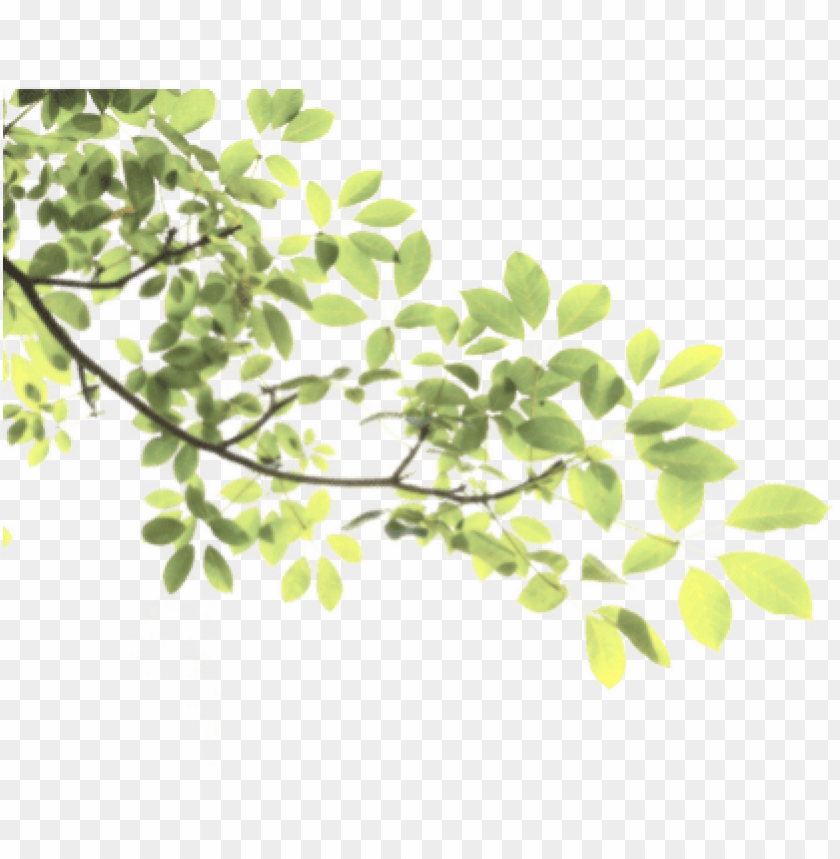 Free download | HD PNG leaves tree branch sticke nature freetoedit ...