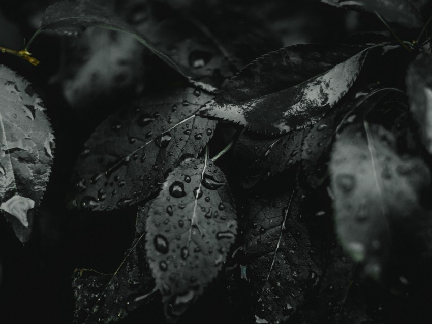 Free download | HD PNG leaves wet drops dark plant 4k wallpaper | TOPpng