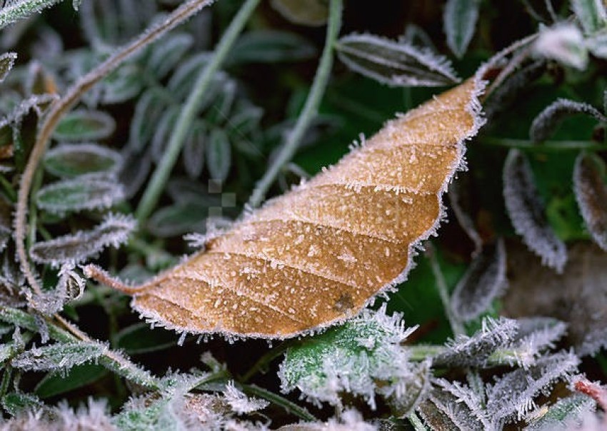 Free download | HD PNG leaves with frost wallpaper background best ...