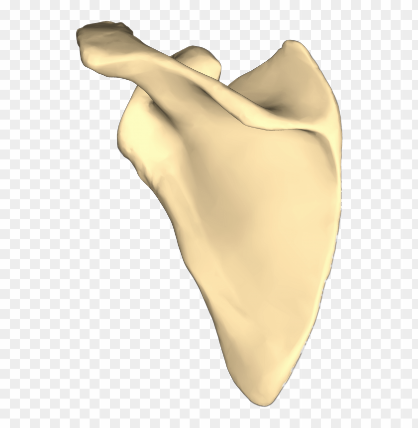 Free download | HD PNG Transparent background PNG image of left scapula ...
