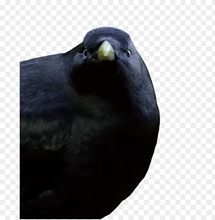 Free download | HD PNG lemme smash bird PNG transparent with Clear ...