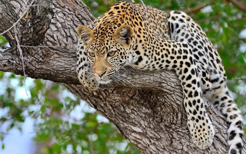 Free download | HD PNG leopard lie down predator tree wallpaper ...