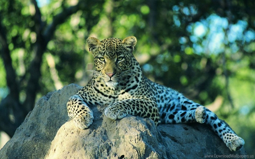 Free download | HD PNG leopard lying stone wallpaper background best ...