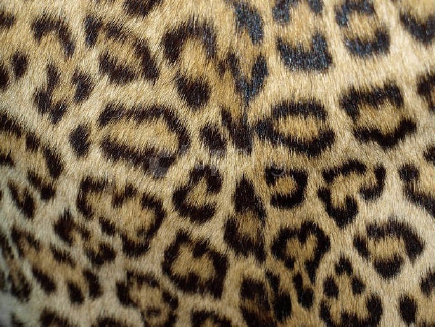 Free download | HD PNG leopard skin print 4k wallpaper background best ...