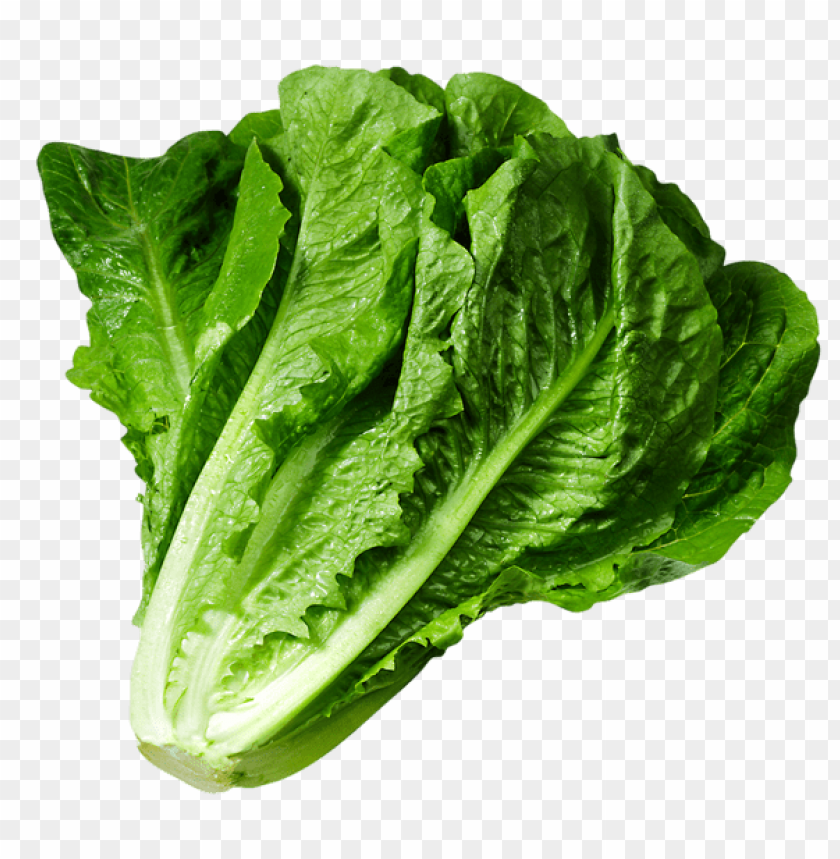 Free download | HD PNG Transparent classic lettuce with deep green ...
