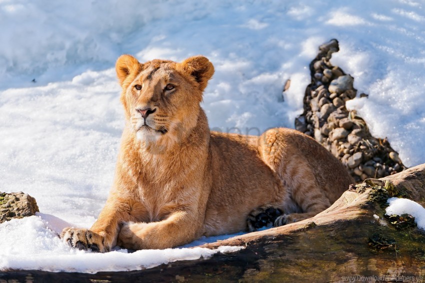 Free download | HD PNG lie lion lioness snow wallpaper background best ...
