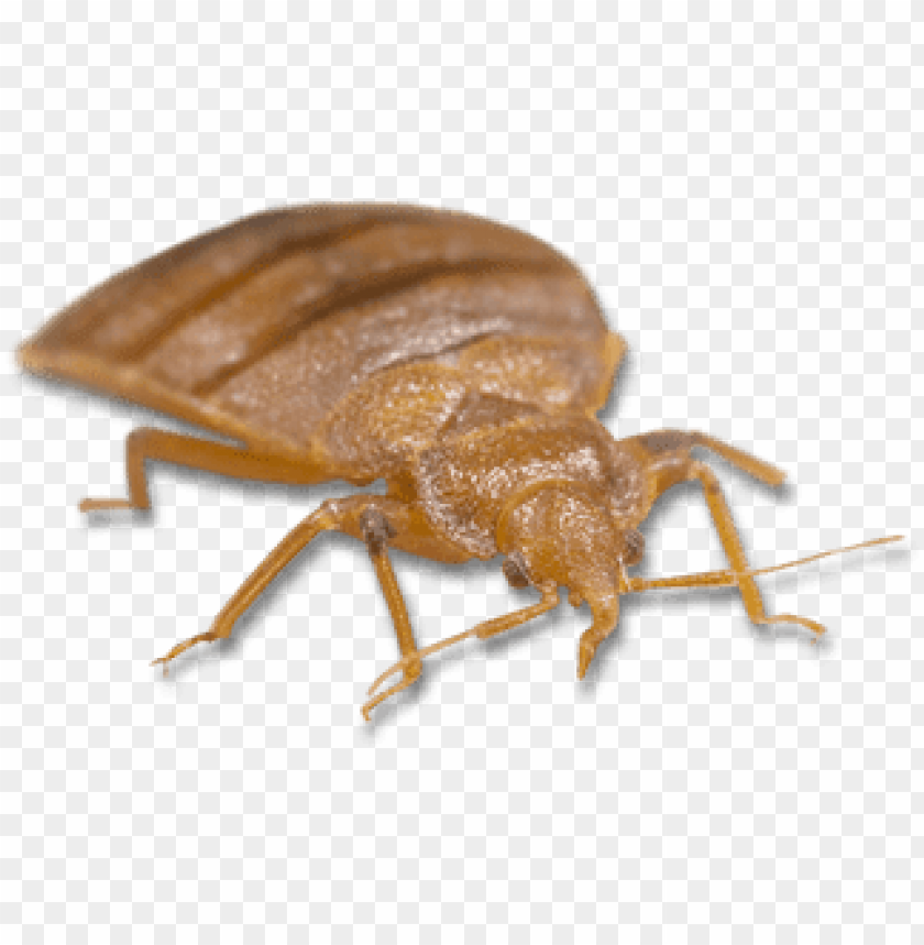 Free download | HD PNG light brown bed bug | TOPpng