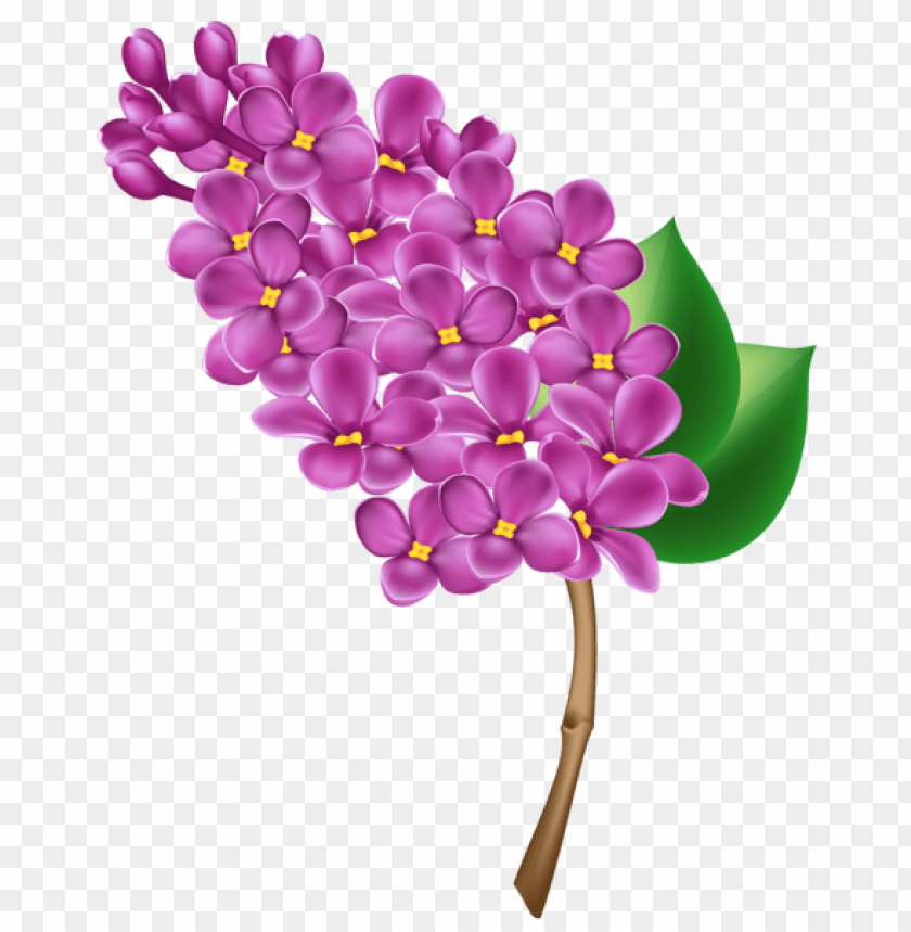 Free download | HD PNG PNG image of lilac transparent with a clear ...