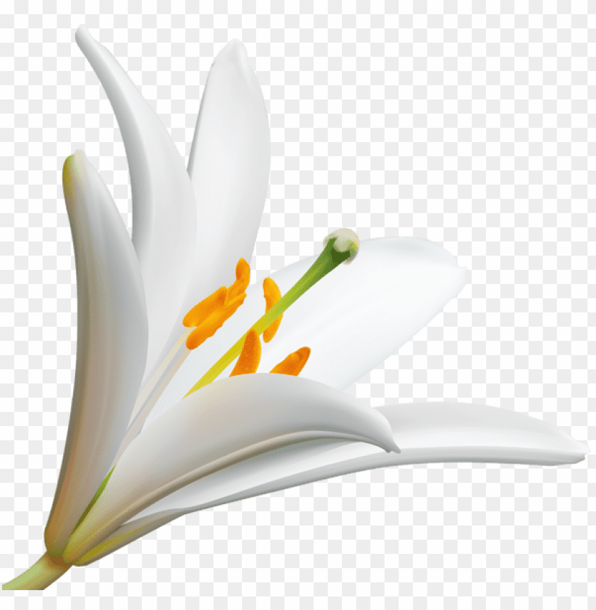 Free download | HD PNG PNG image of lilly flower with a clear ...