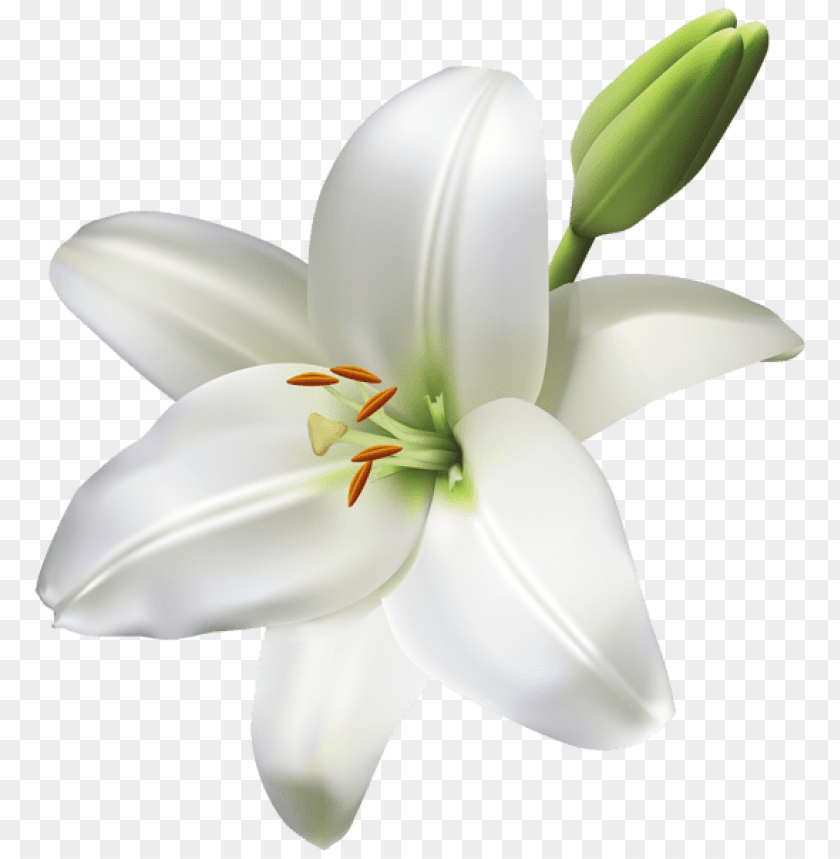 Download lily flower transparent png images background | TOPpng