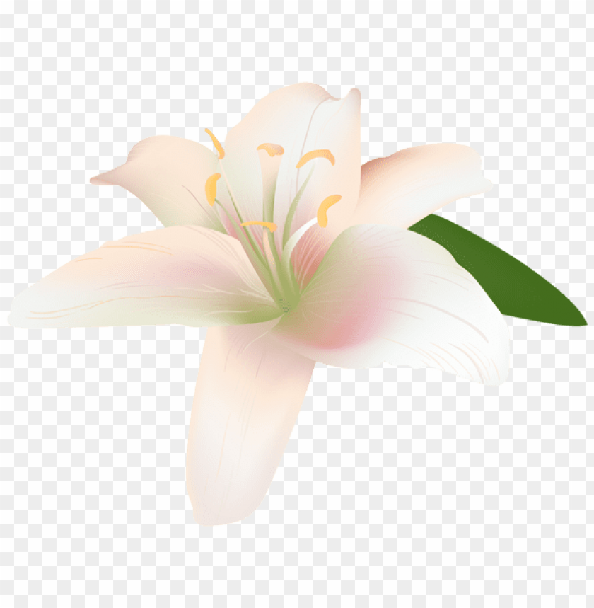 Free download | HD PNG PNG image of lily flower transparent with a ...