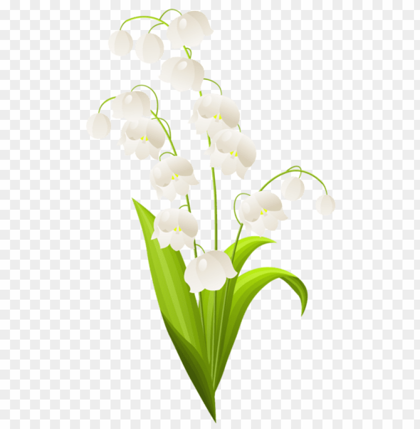 Free download | HD PNG PNG image of lily of the valley with a clear ...