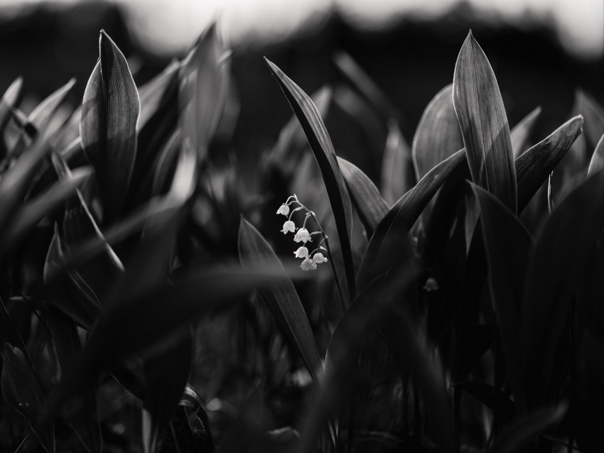 Free download | HD PNG lily of the valley flowers bw plant bloom 4k ...