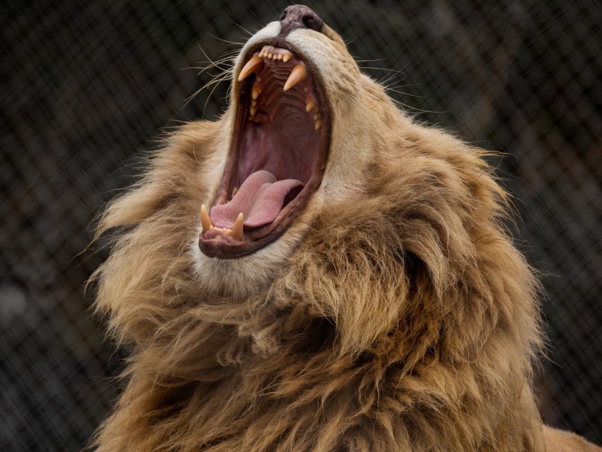 Free download | HD PNG lion grin fangs predator mane 4k wallpaper | TOPpng
