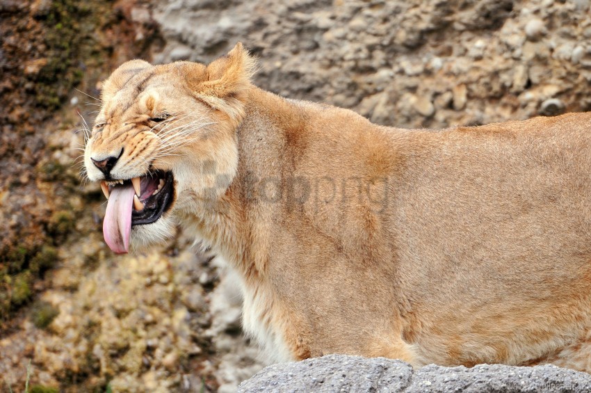 Free download | HD PNG lion lioness snout teeth wallpaper background ...
