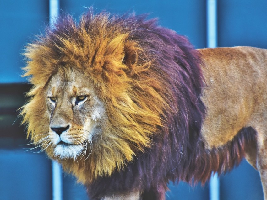 Free download | HD PNG lion predator king of beasts mane serious 4k ...