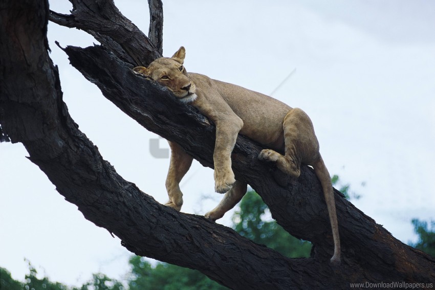 Free download | HD PNG lion predator tree vacation wallpaper background ...