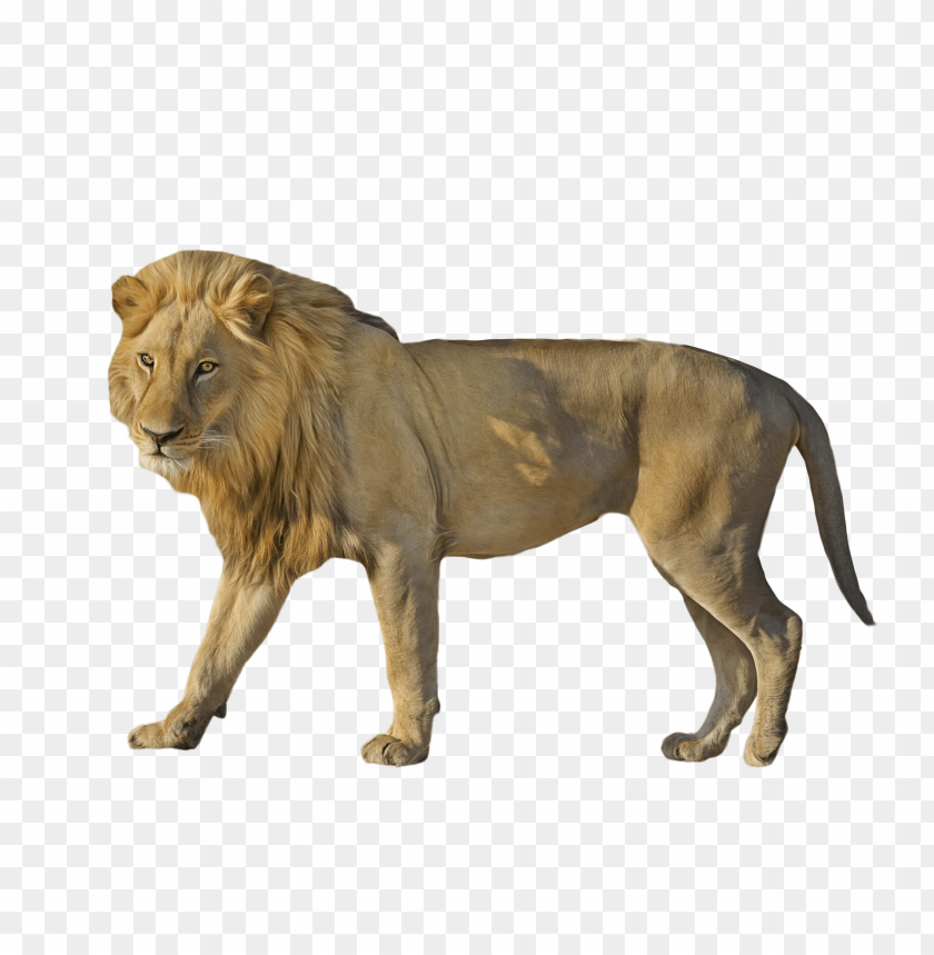 Free download | HD PNG male lion standing png | TOPpng