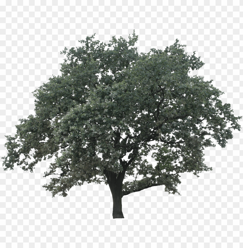 Free download | HD PNG live oak png drawi PNG transparent with Clear ...