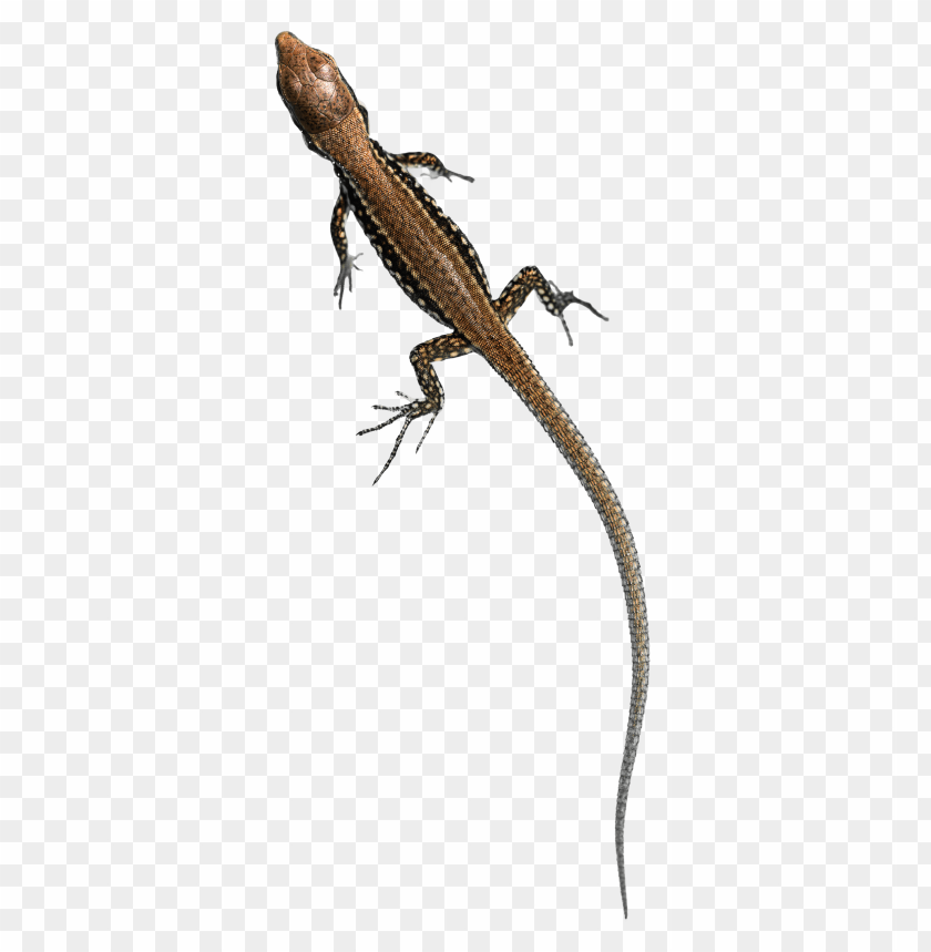 Free download | HD PNG lizard free png png images background - Image ID ...