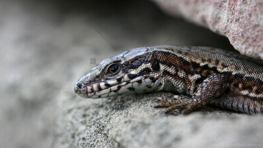 Free download | HD PNG lizard lying stone wallpaper background best ...