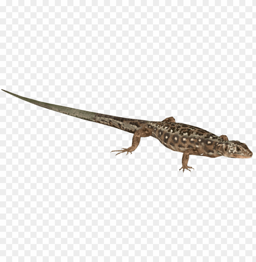 Free download | HD PNG lizard png | TOPpng