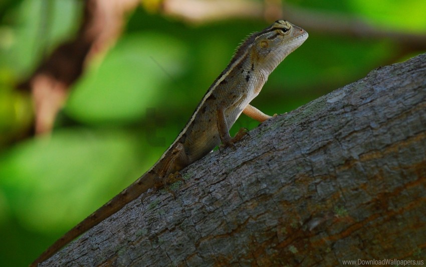 Free download | HD PNG lizard reptile tree wallpaper background best ...