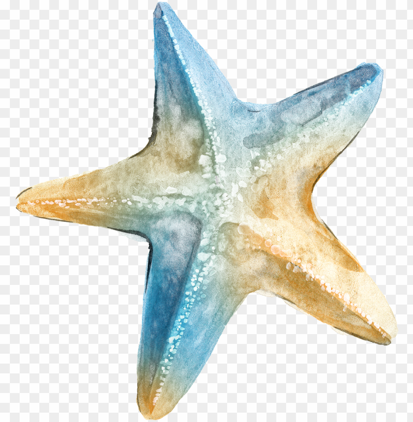 Free download | HD PNG logo ta clip art transparent background sea star ...