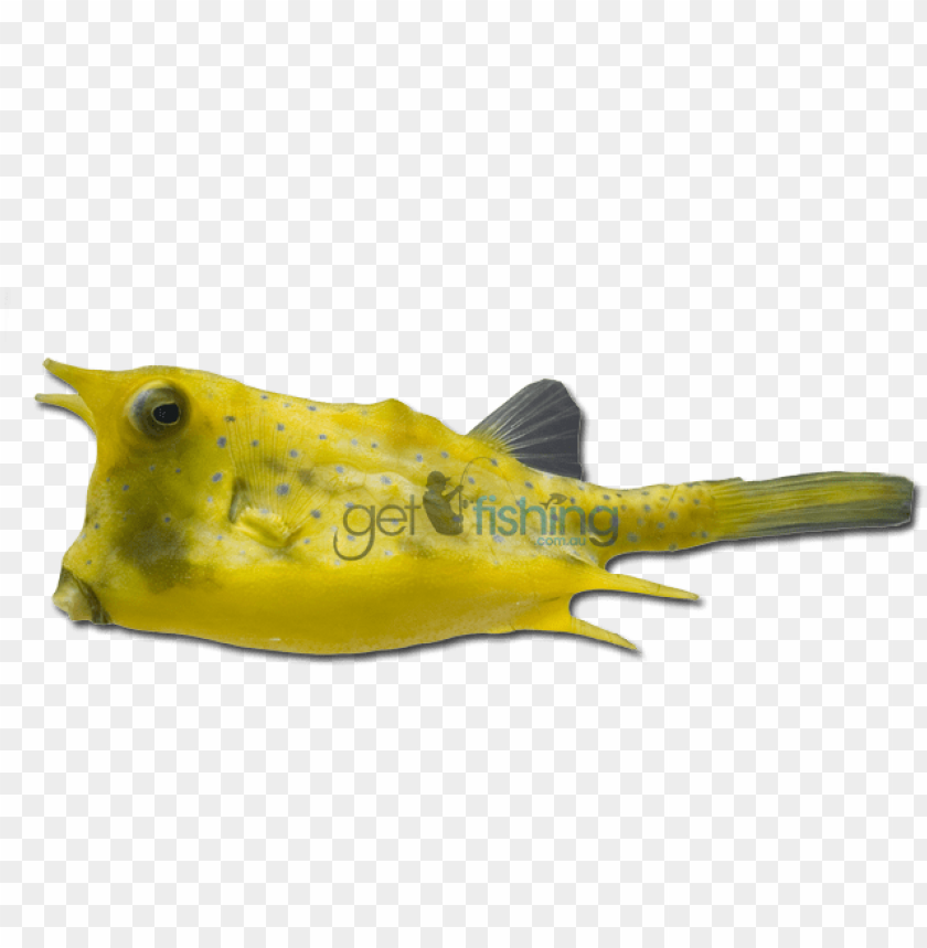 Free download | HD PNG longhorn cowfish cowfish transparent PNG ...