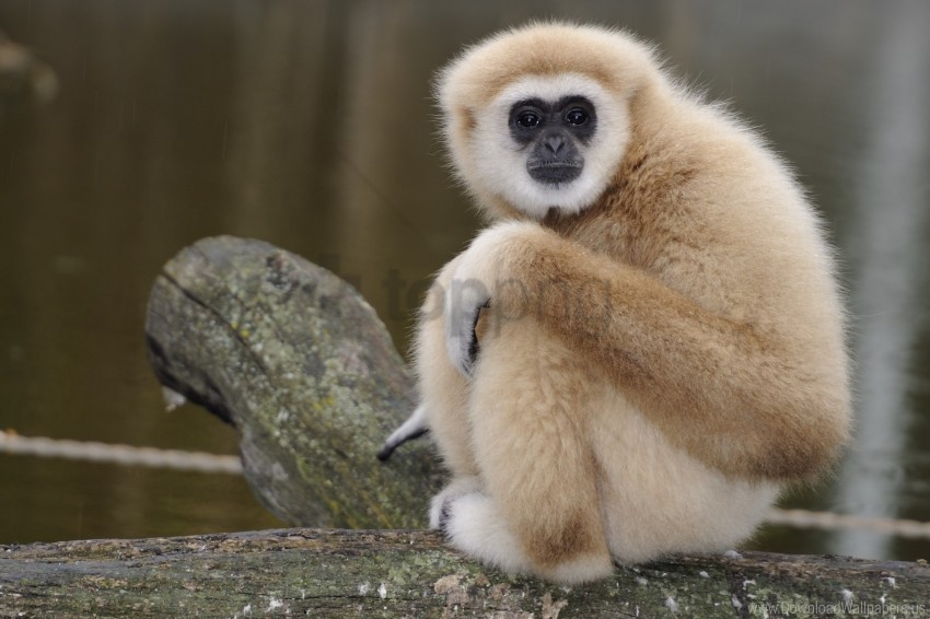 Free download | HD PNG look monkey sadness sit wallpaper background ...