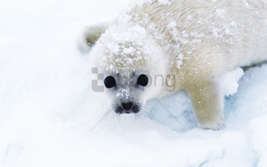 Free download | HD PNG looks seal snow wallpaper background best stock ...