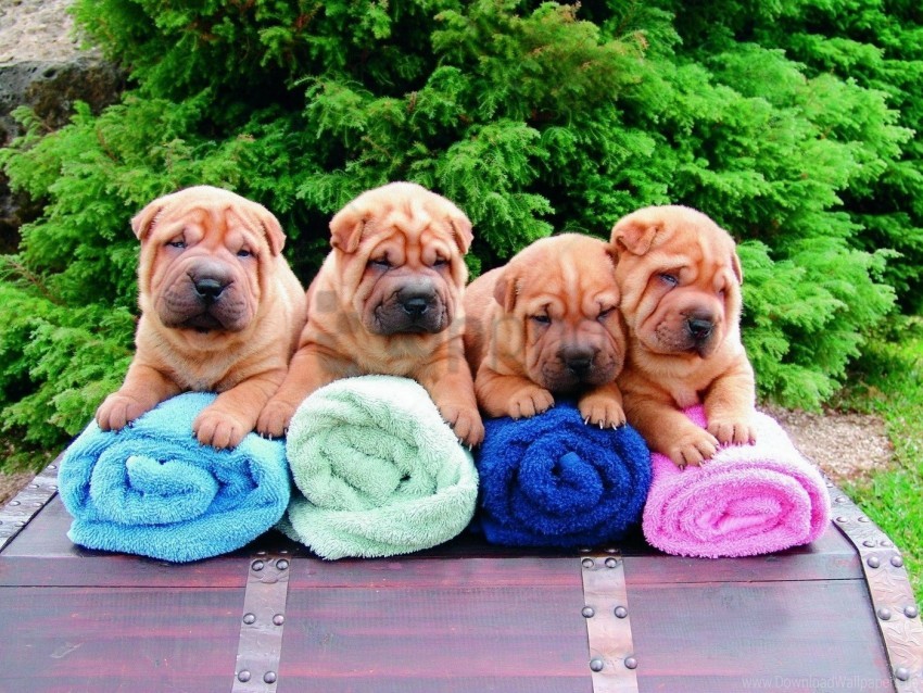 Free download | HD PNG lots of puppies shar pei sit towels wallpaper ...