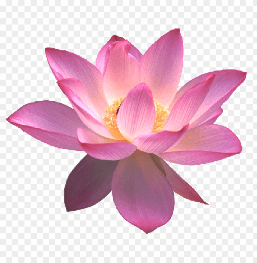 Free download | HD PNG PNG image of lotus with a clear background ...