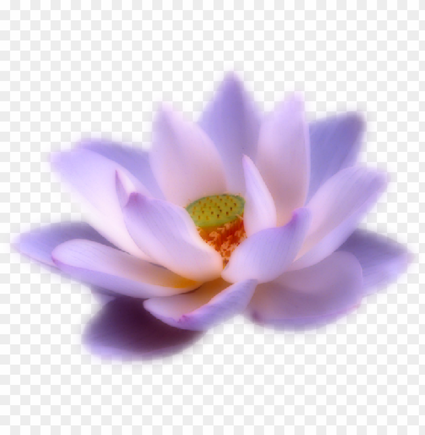 Free download | HD PNG light purple lotus bloom - Image ID 479338 | TOPpng
