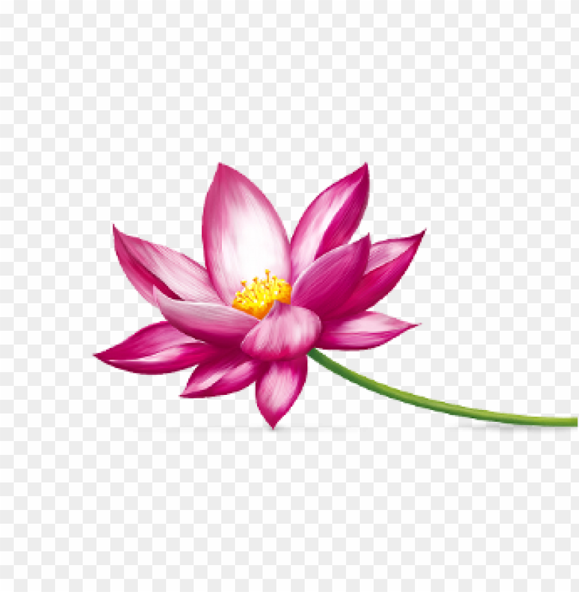 Free download | HD PNG pink lotus flower side view - Image ID 479341 ...