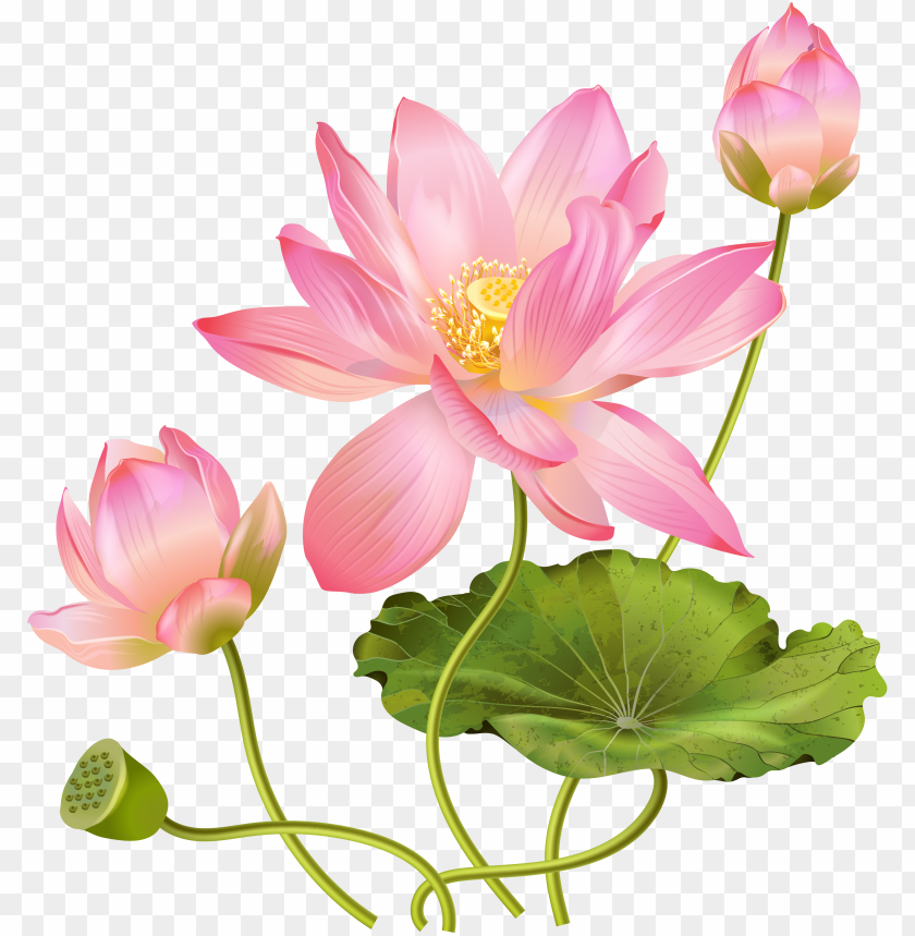 Free download | HD PNG blooming pink lotus flower with stem and leaves ...