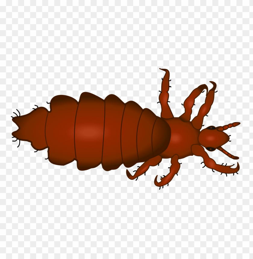 Free download | HD PNG louse drawing | TOPpng